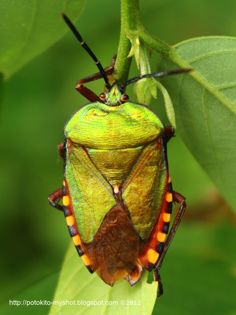 Large Green Shield Bug (Pycanum rubens)