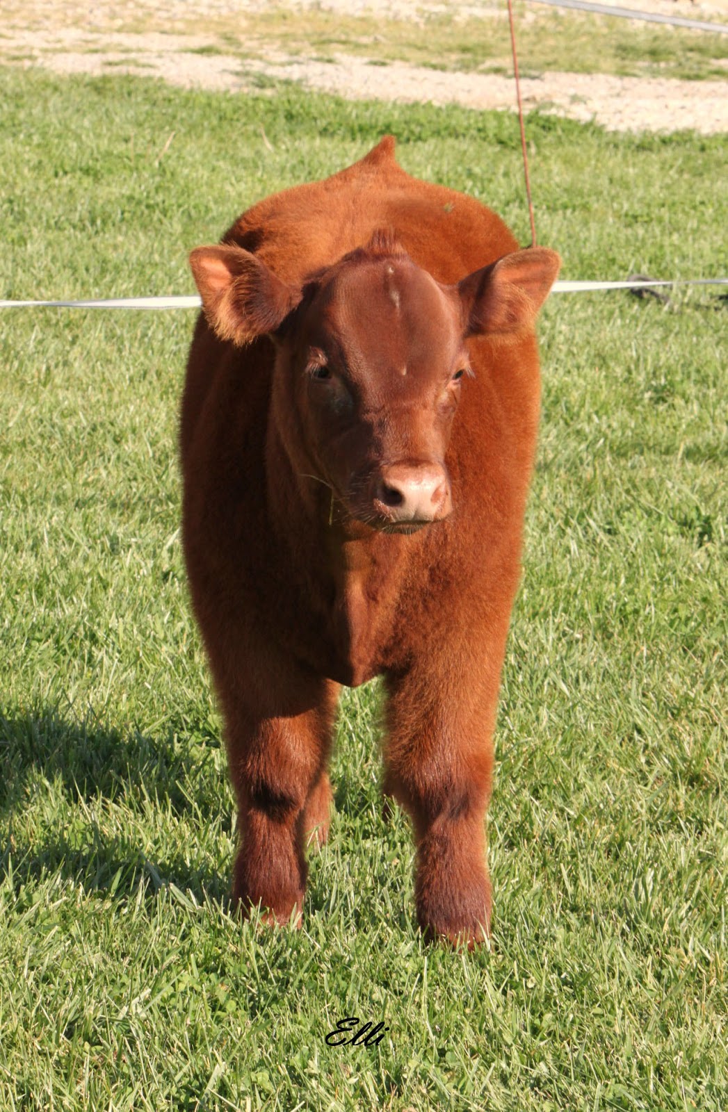 Lautner Farms: Bojo Bull Calf - Andrew Lange