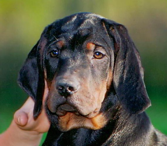 Hasta - gończy polski / polish hunting dog (www.polishhuntingdog.com)