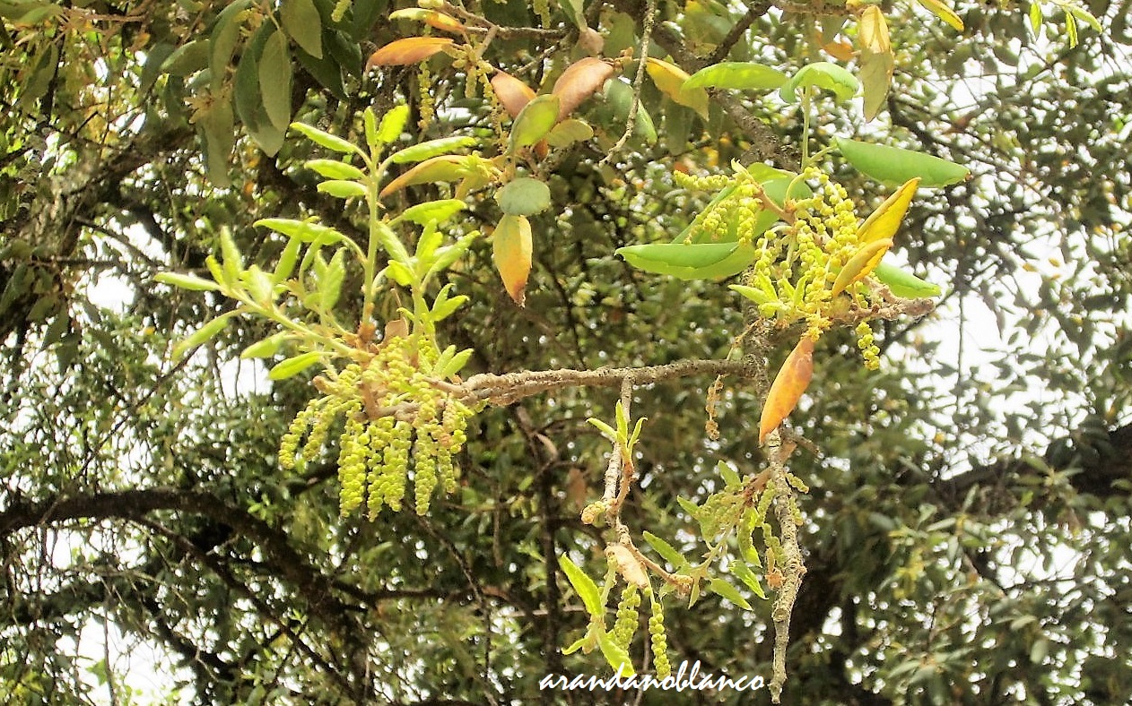 parquealamillo-encinarosa: Quercus suber - Alcornoque / En el Vivero ...