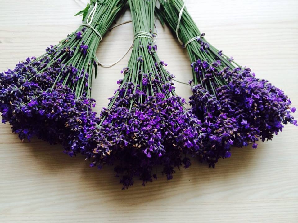 Kaip auginti levandas? - Flora Love Zone