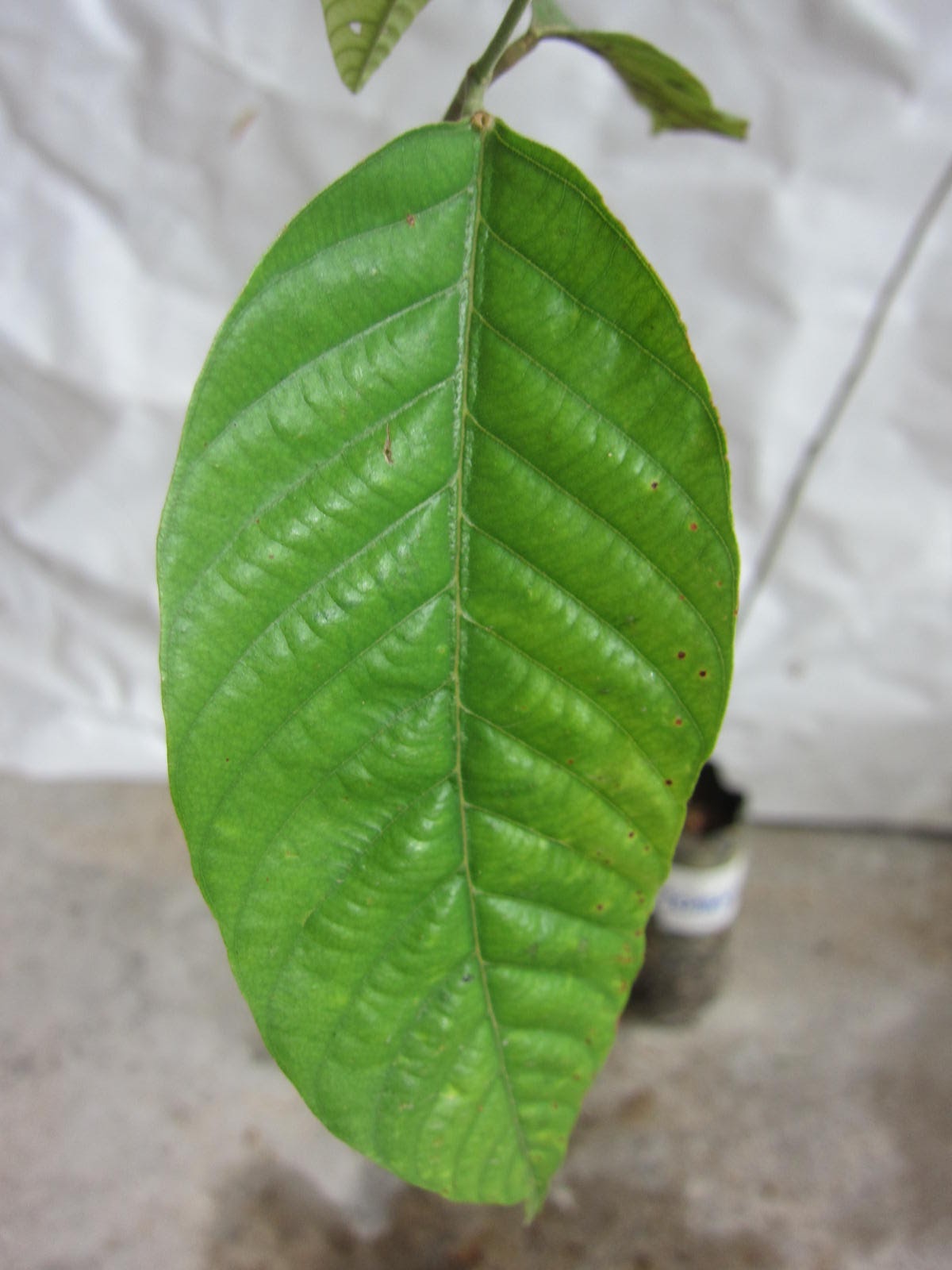 Dari Hutan ke Bandar...: KENALI BENIH POKOK MERANTI @ 1