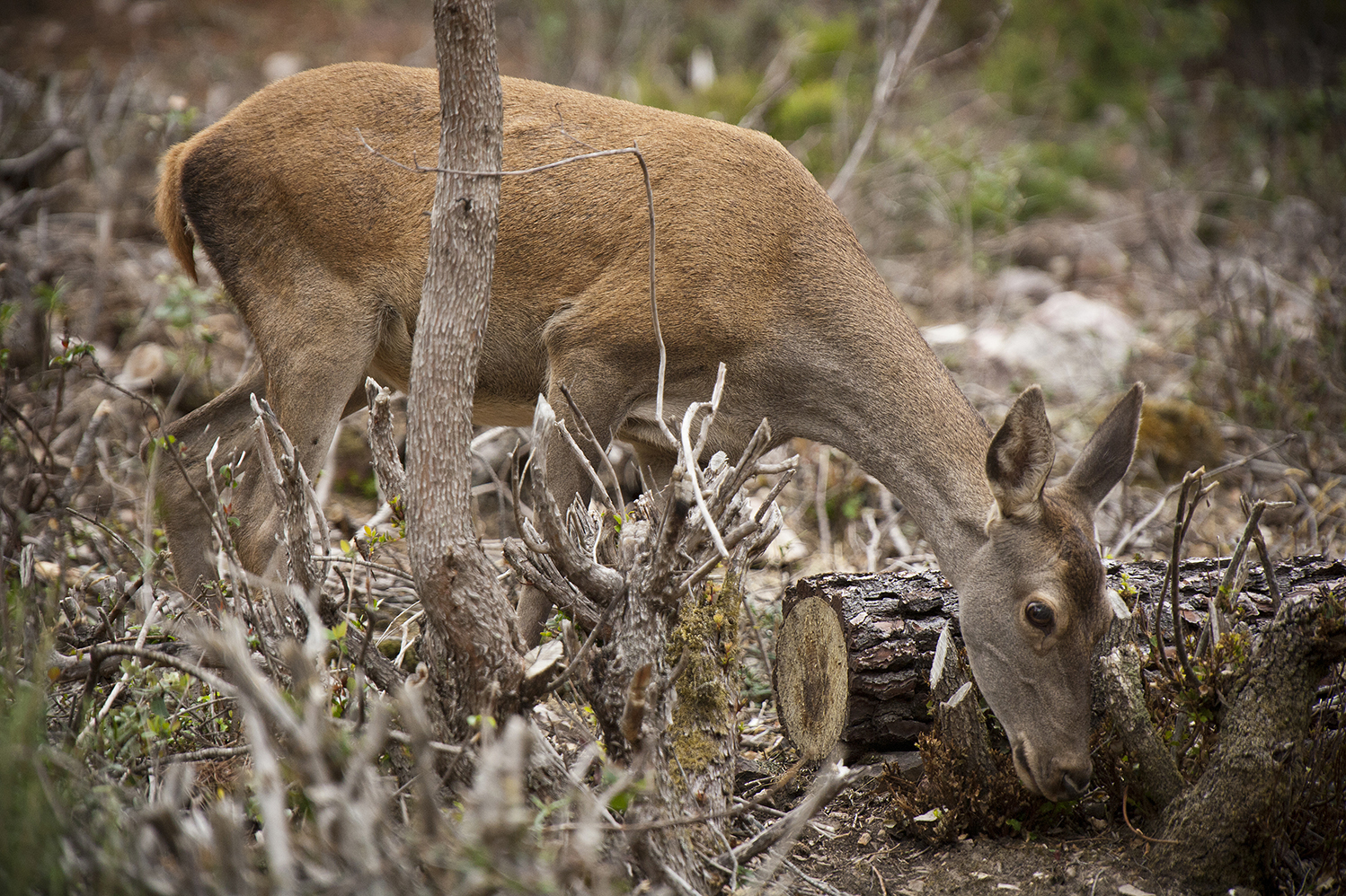 Rubén Cebrián - Fotografía de naturaleza: Ciervos, Martín pescador ...