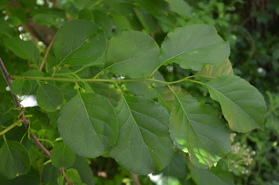 Glastonbury Bittersweet Battlers: Invasive Plants Journal: Oriental ...