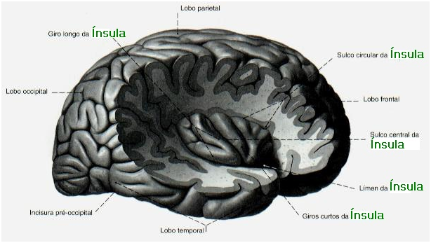 biologia: Córtex cerebral