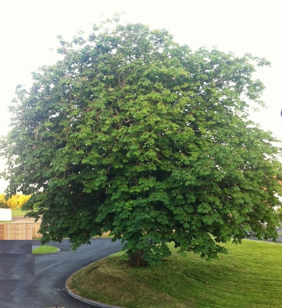Sweet Auburn Life: Horse Chestnut Series - June