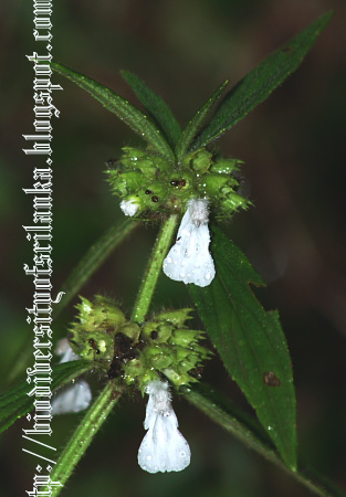 Biodiversity of Sri Lanka: ගැට තුඹ[Geta-tumba] (Leucas zeylanica)