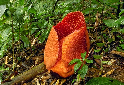 Trees Planet: Rafflesia arnoldii - Corpse Flower