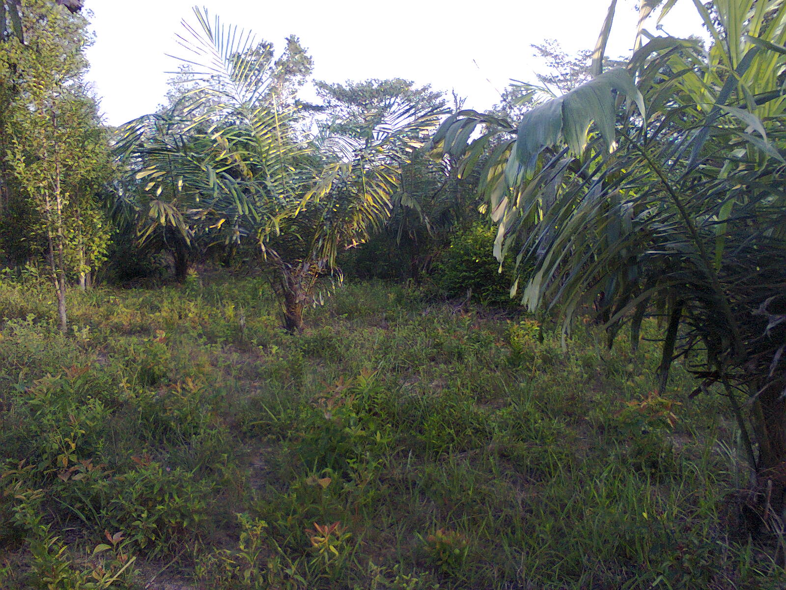 Budidaya Aren (Arenga pinnata), Tanaman Hutan Yang Banyak Manfaatnya ...