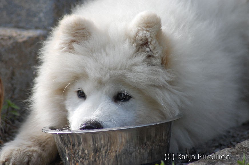 Soramontun rapatassut: Samojedinkoira