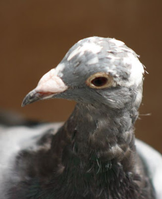 My special pigeon friends