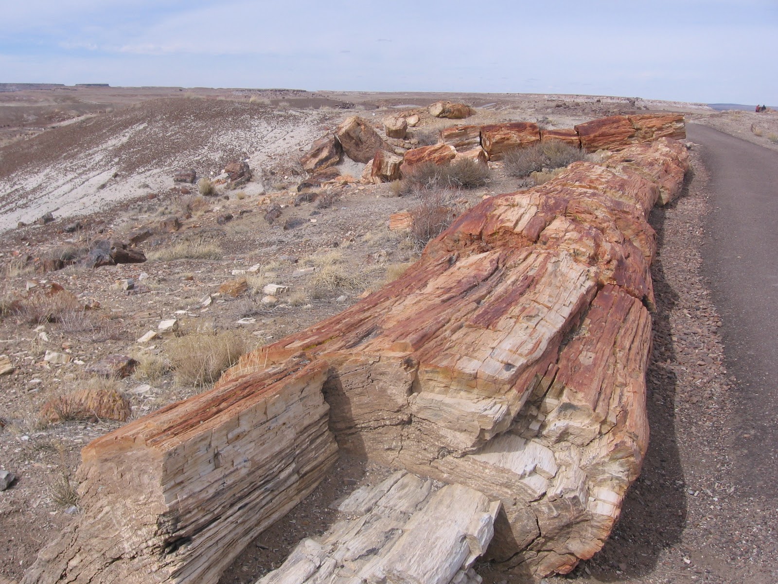 Four Corners Hikes-Navajo Nation: Crystal Forest Trail at Petrified Forest