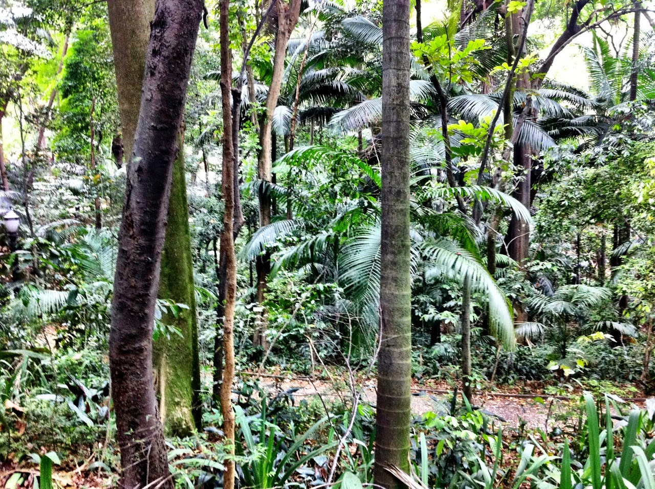 Parque Trianon ou Tenente Siqueira Campos em São Paulo ~ Áreas Verdes ...