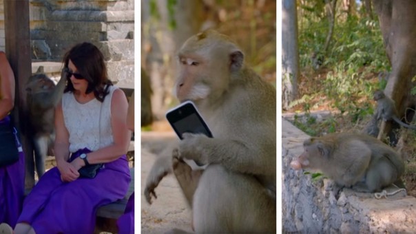 Un mono roba un iPhone y pide comida a cambio - Mundo Blogger