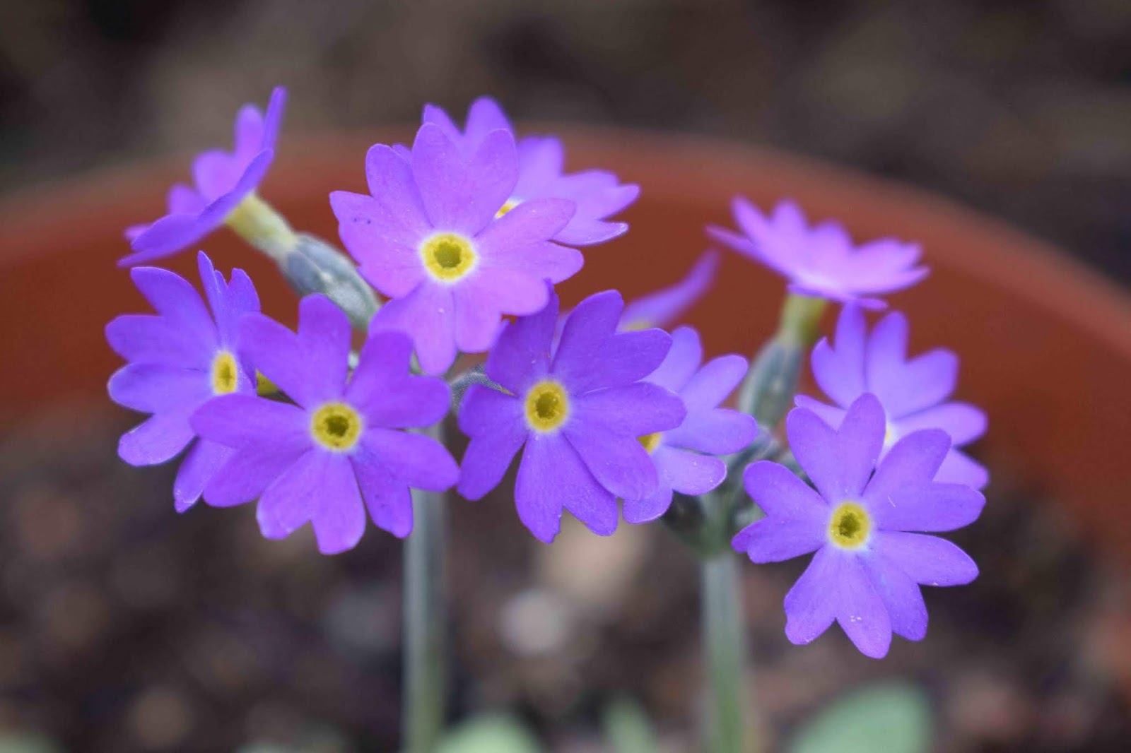 Rickardssons Rosor & Rabarber: Vivor, luvor, sippor, nunnor och juledoft