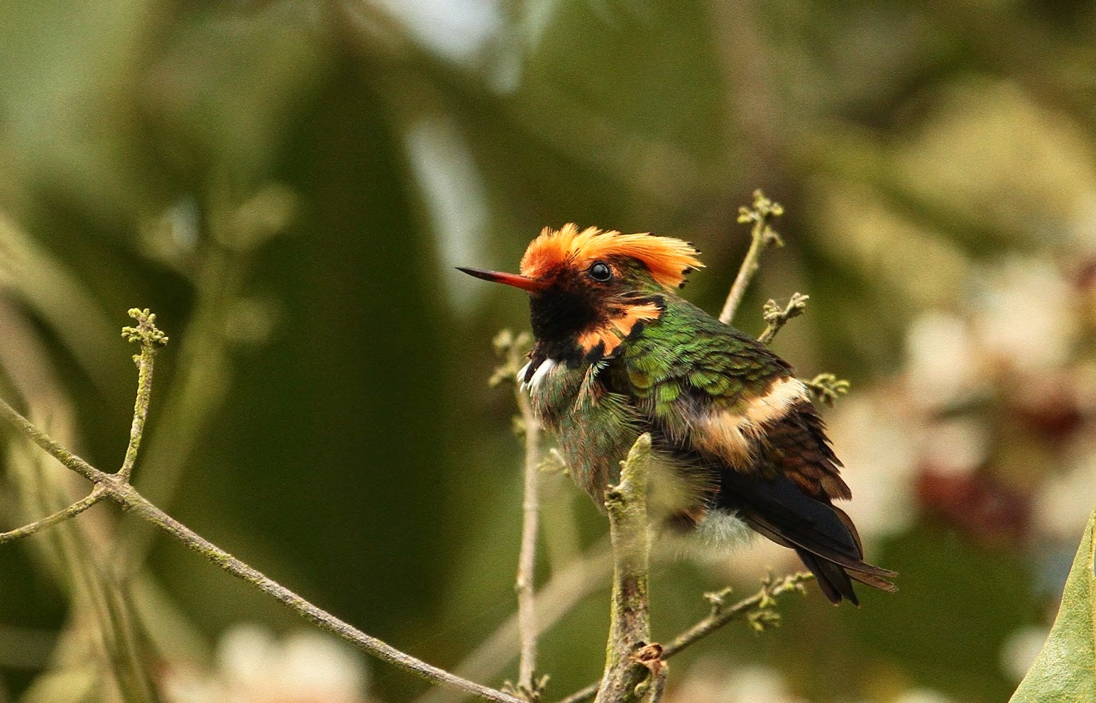 Nuestro bello mundo...: Spangled Coquette, male, Lophornis stictolophus ...