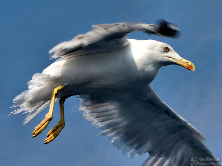 Photographis: Jonathan Livingston Seagull - by Richard Bach