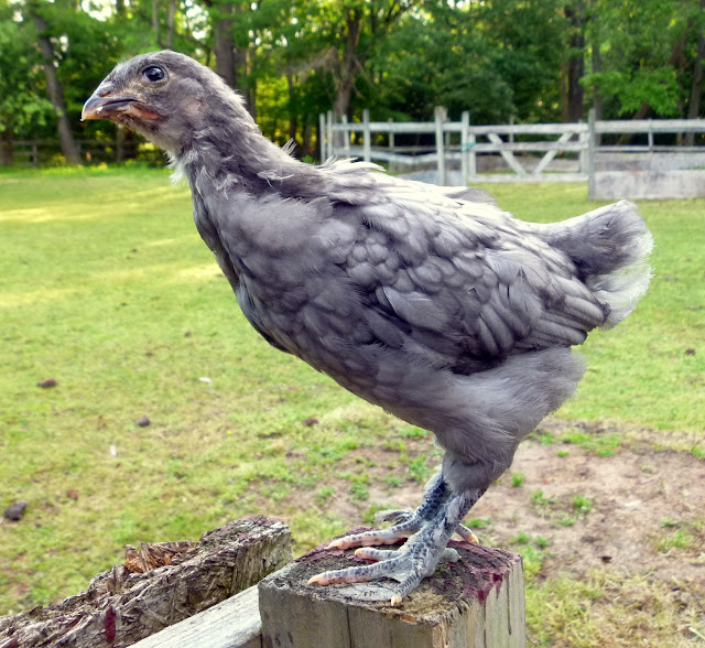 Marans + Ameraucanas = Olive Egger Chickens | Fresh Eggs Daily®
