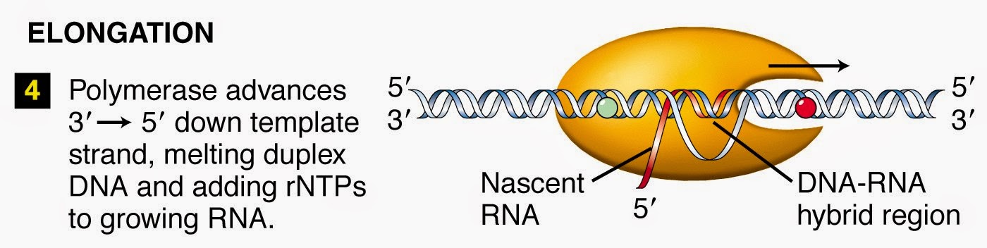 Propanona: Etapas de la transcripción del ADN.