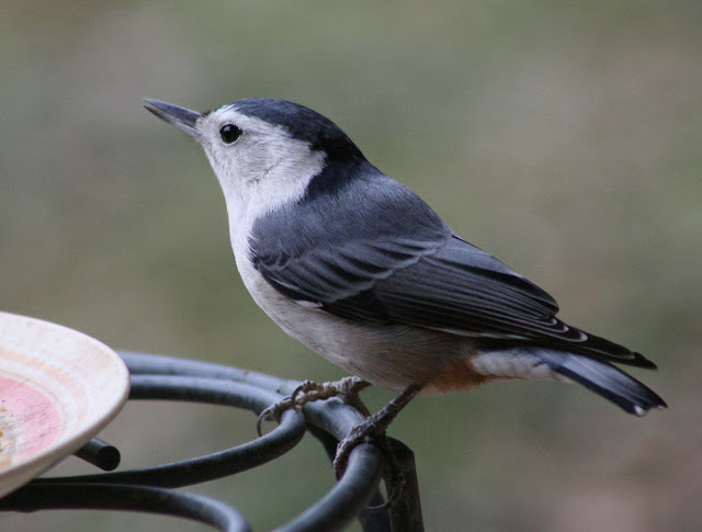 Discover Birds: Tennessee Birds