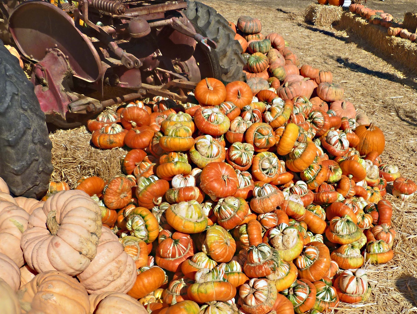 MAD MEAT GENIUS: GREAT PUMPKIN