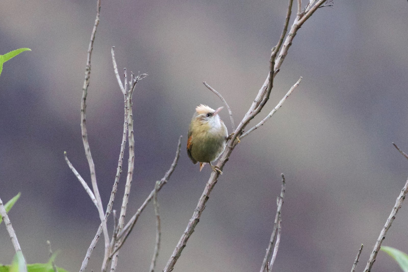 Arcticory...: Groovin' in the Peruvian Andes
