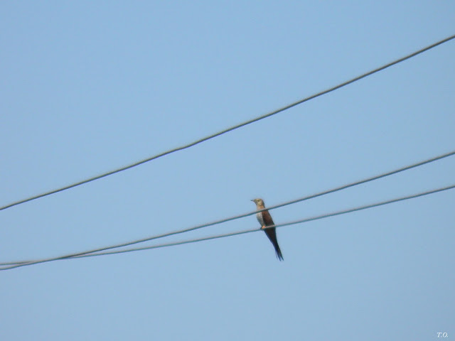 PASARI DIN ROMANIA: CUCUL (2), Cuculus canorus