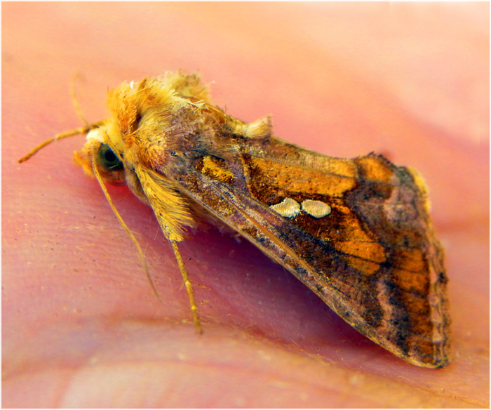 FOTO NATURA HUESCA 2: TOMATO LOOPER Chrysodeixis chalcites Eugenius ...