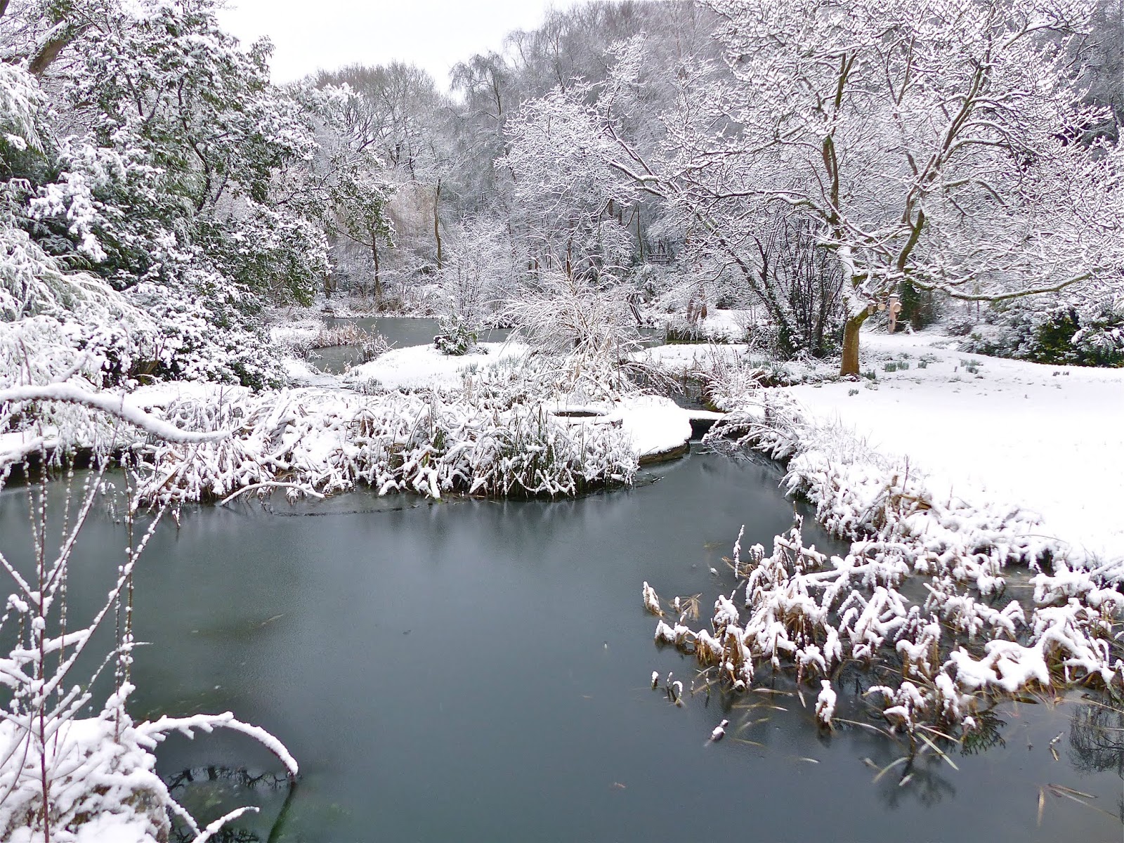 HUGH MILES - WILDLIFE ADVENTURES: AN ENGLISH COUNTRY GARDEN IN WINTER
