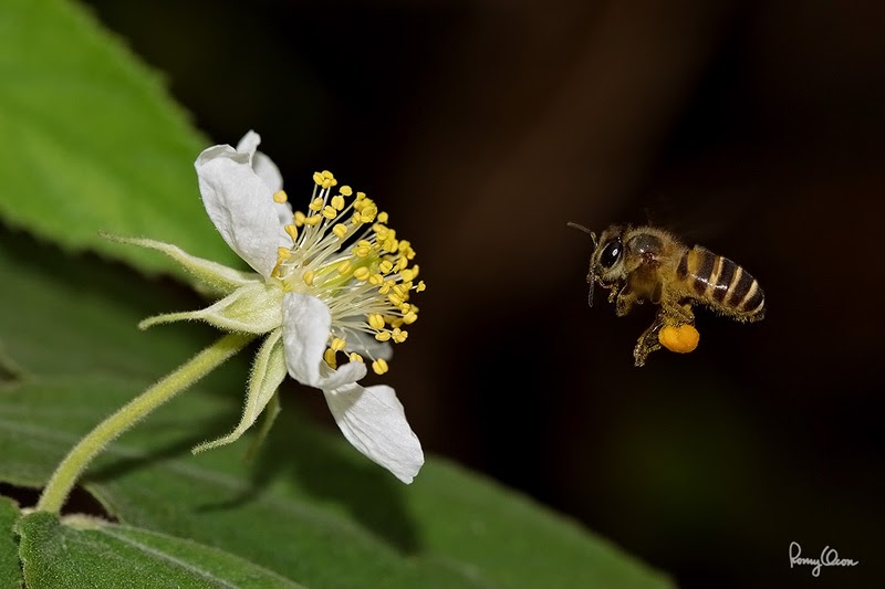 Romy Ocon's Wild Birds of the Philippines: Bee in flight