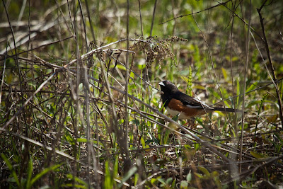 Feather Tailed Stories: Eastern Towhee