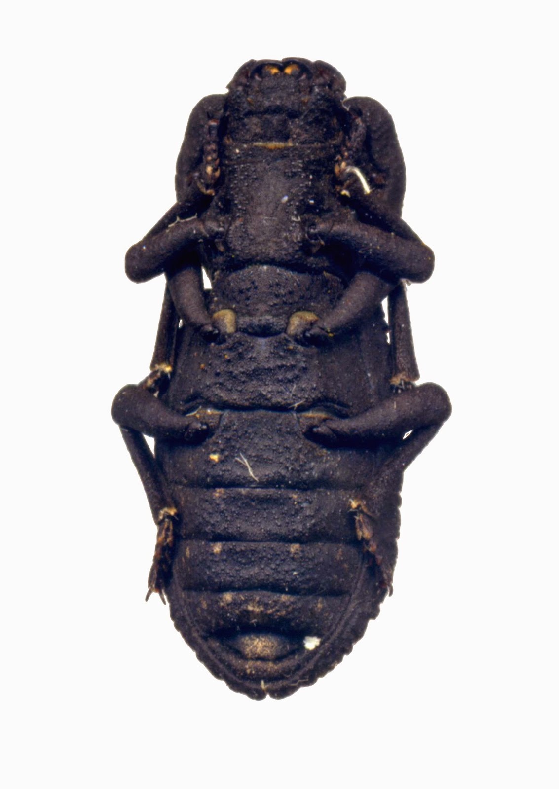 虫頭: コブゴミムシダマシ（Phloeodes diabolicus Zopheridae）Diabolical Ironclad Beetle
