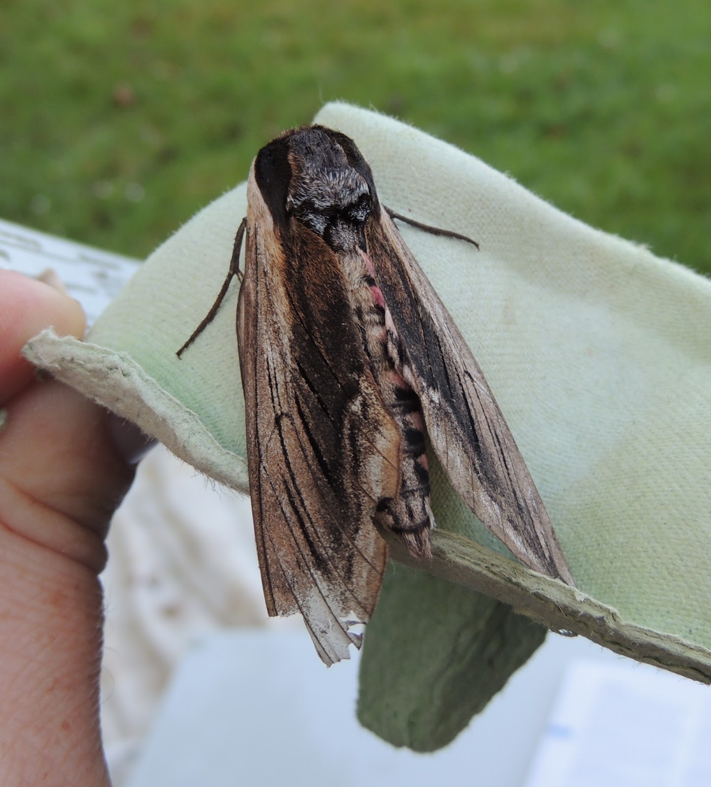 Gary's Birding Blog: All Moths Up to Date - Some real good'ns