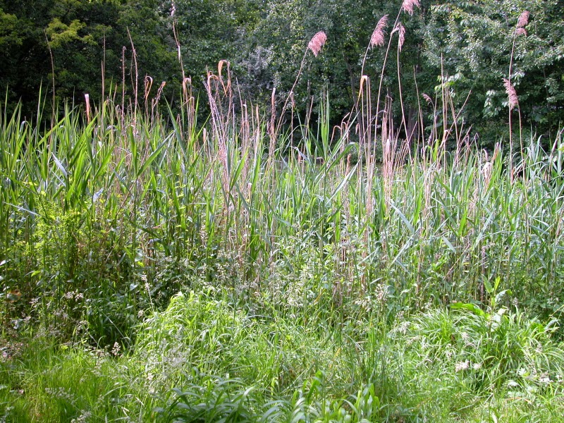 Les Petites Herbes: Le jardin écologique du Jardin des Plantes de Paris