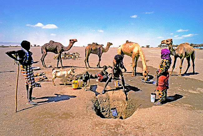 Fascinating Humanity: Watering Herds In Djibouti's Danakil Desert