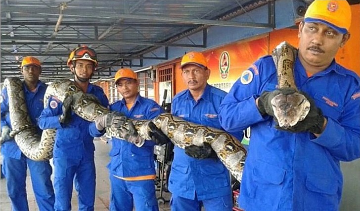 Bestiario de lo cotidiano y extraordinario: UN VERDADERO "CULEBRÓN"