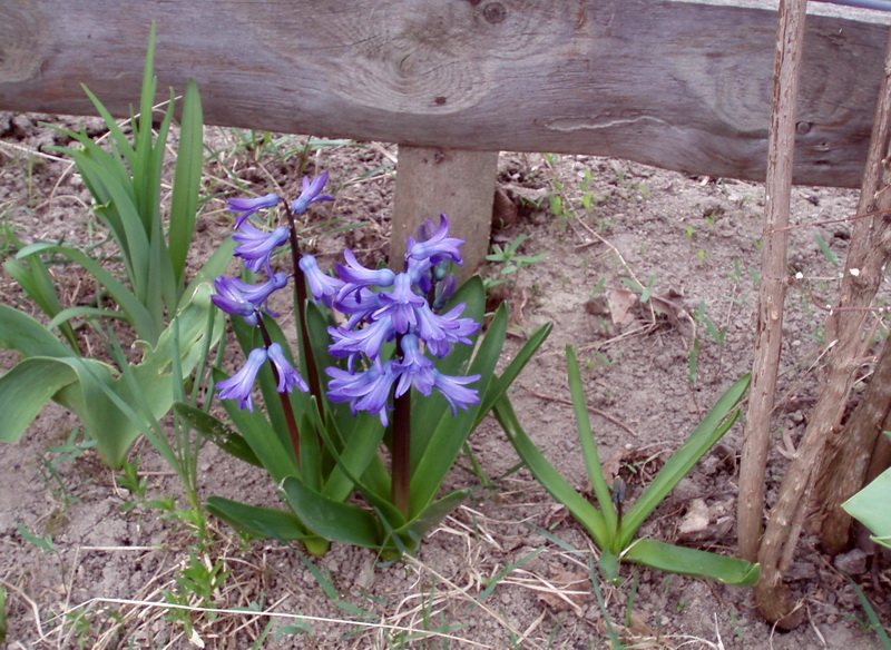 Blogul Simonei: Înfloresc grădinile