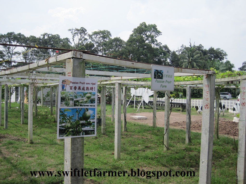 Swiftlet Farming : Swiftlets Farming Equipments, Edible Birds Nest and ...