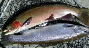 Muskegon River Steelhead: Winter Steelhead in Michigan - Float fishing ...
