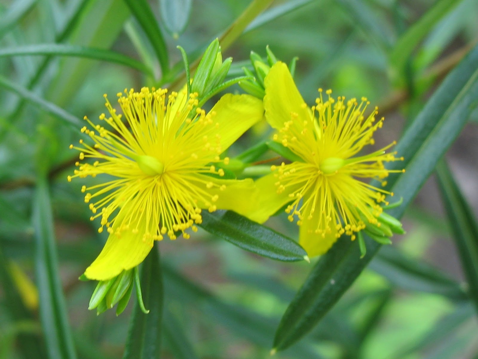 Using Georgia Native Plants: Happy Hypericums