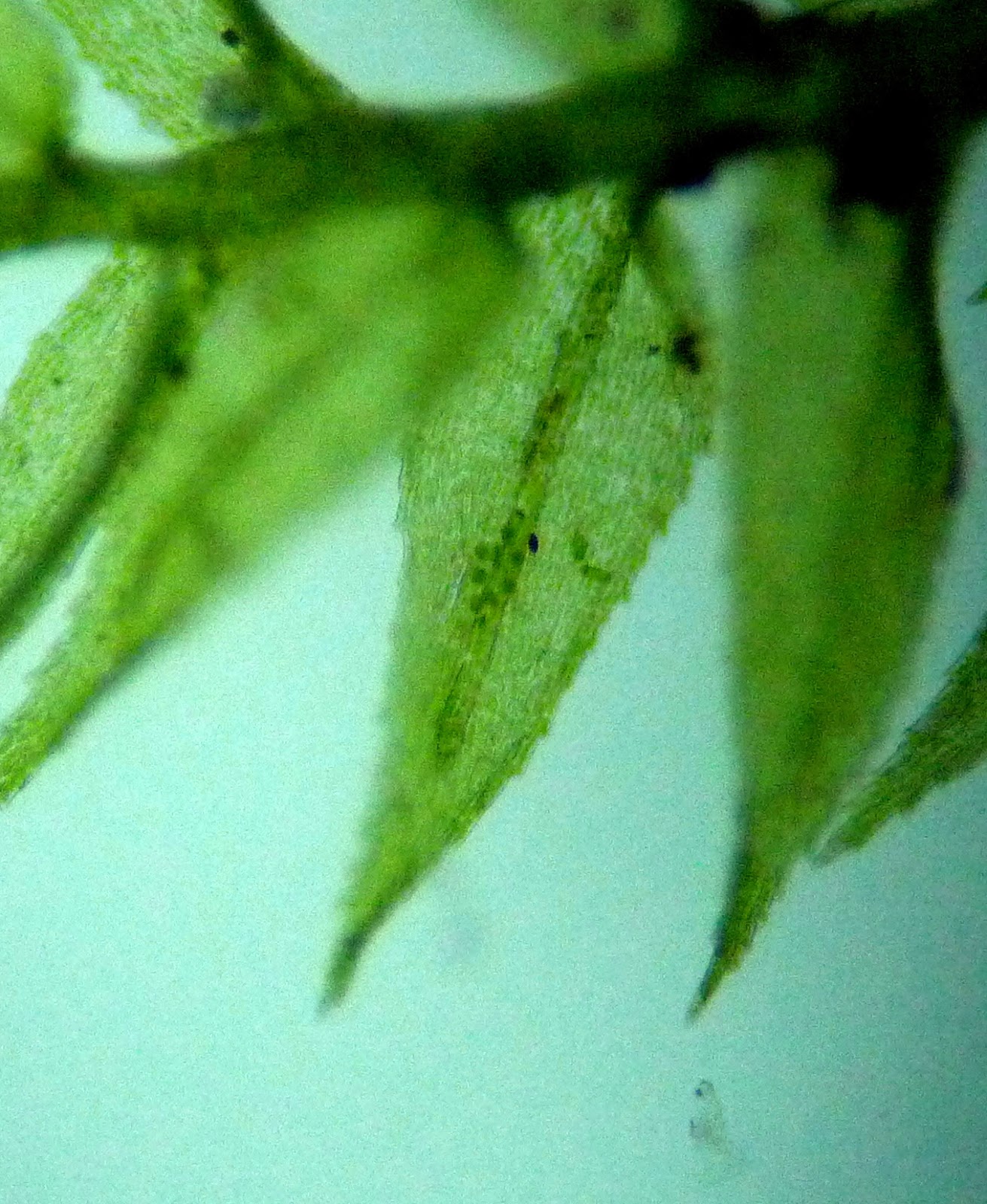 Cataloguing Cullaloe: New species add - Amblystegium serpens, Creeping ...