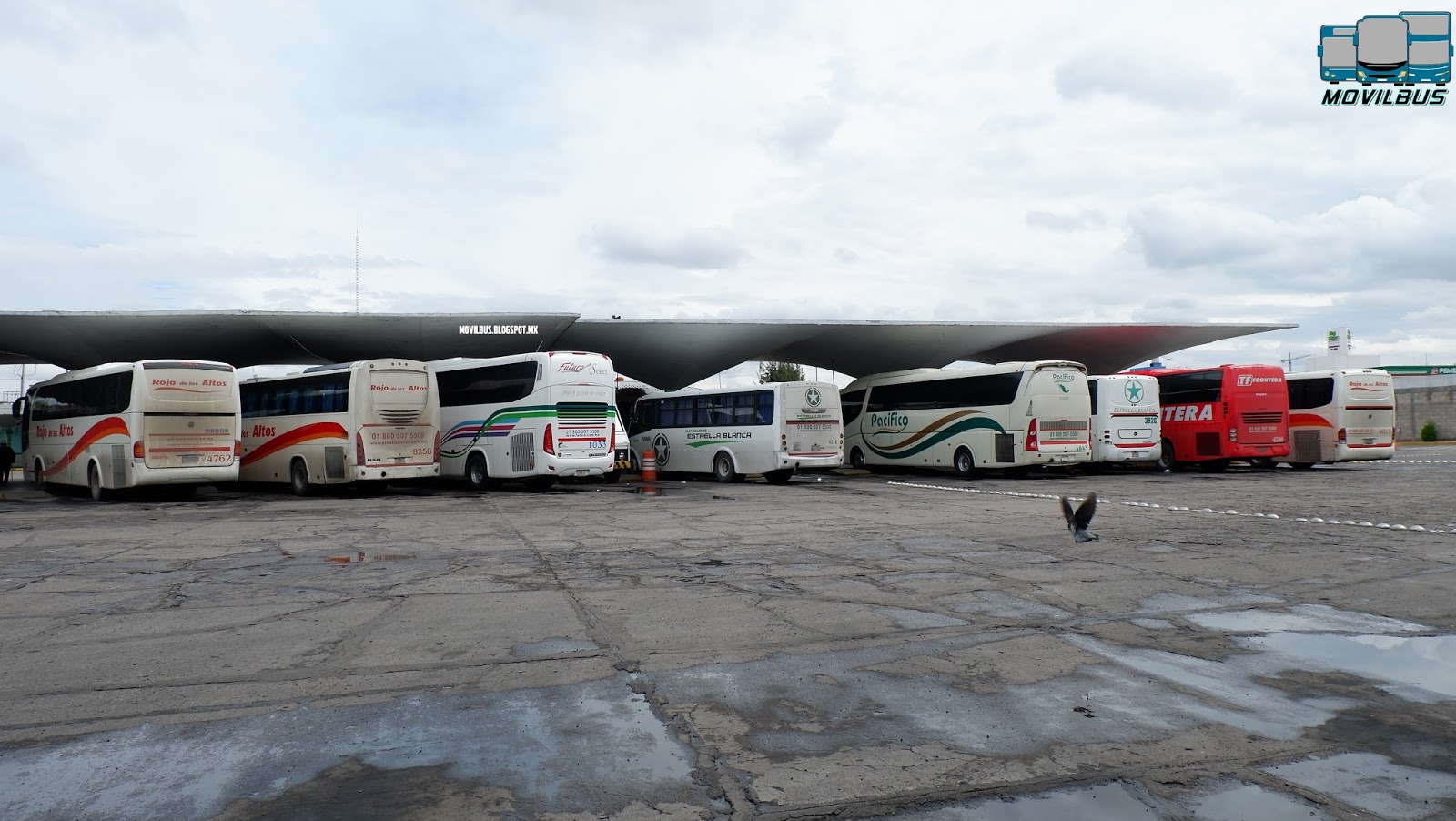 Colección de fotografias de autobuses del Grupo Estrella Blanca en ...
