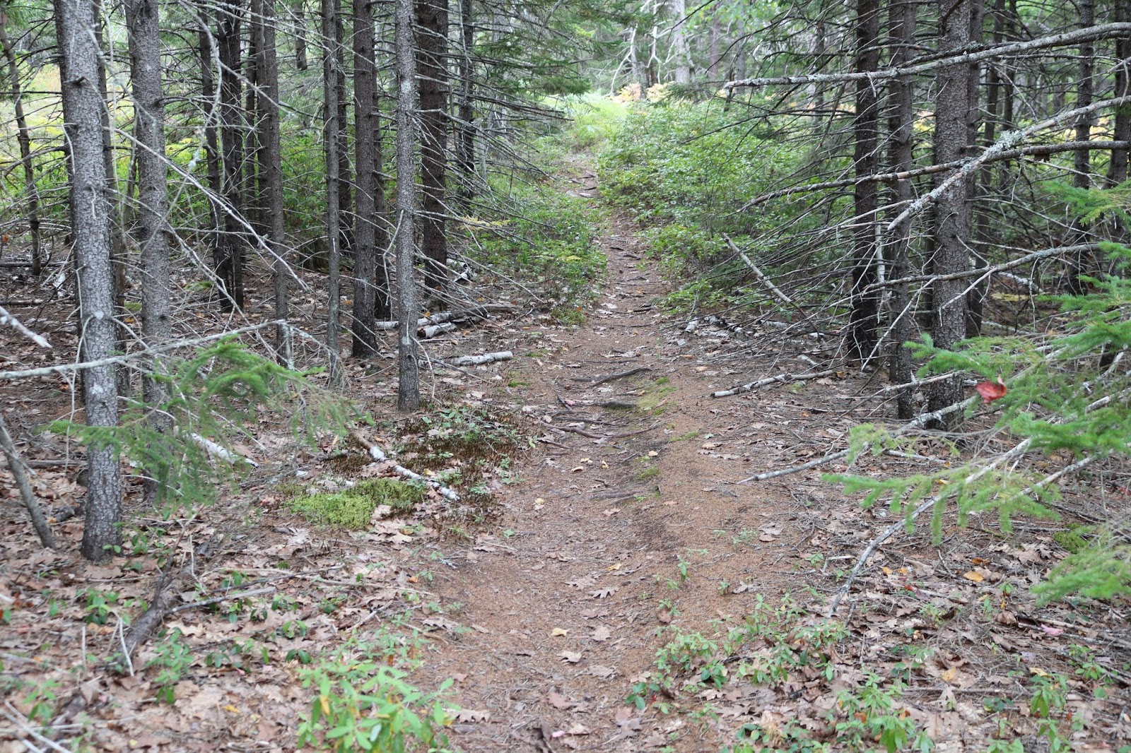 ABANDONED TRAILS OF ACADIA NATIONAL PARK: WITCH HOLE POND TRAIL