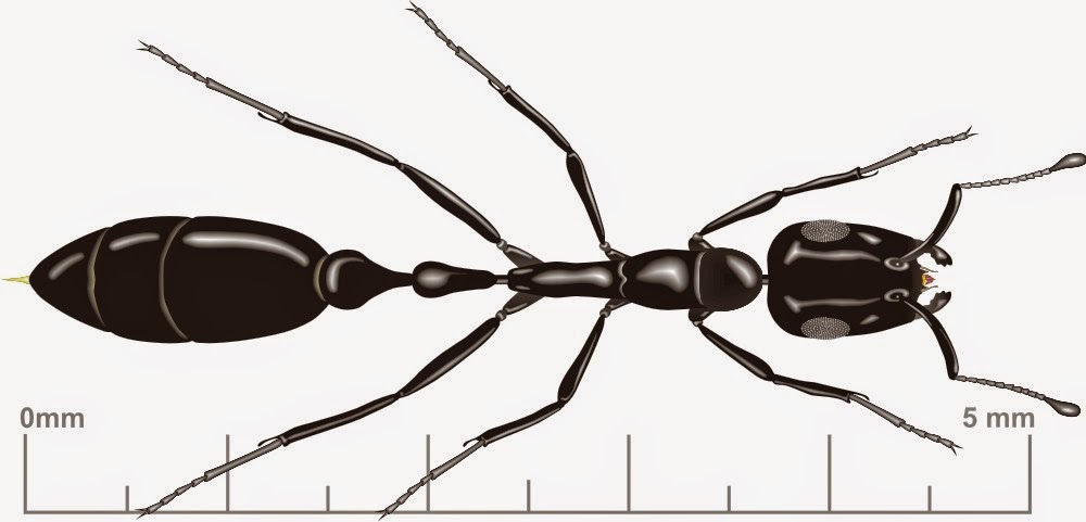 - Ants of Southern Africa -: Ants up to about 5 mm long