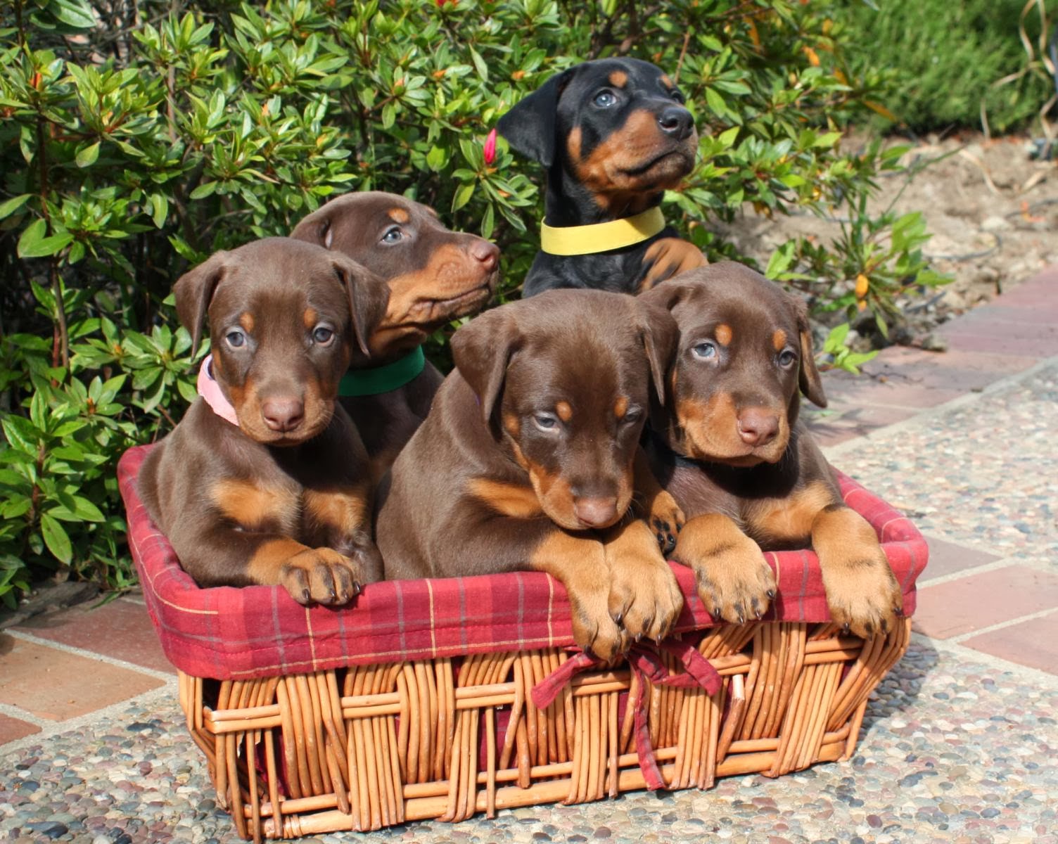 Doberman Puppies Images 2015 - Pictures Of Animals 2016