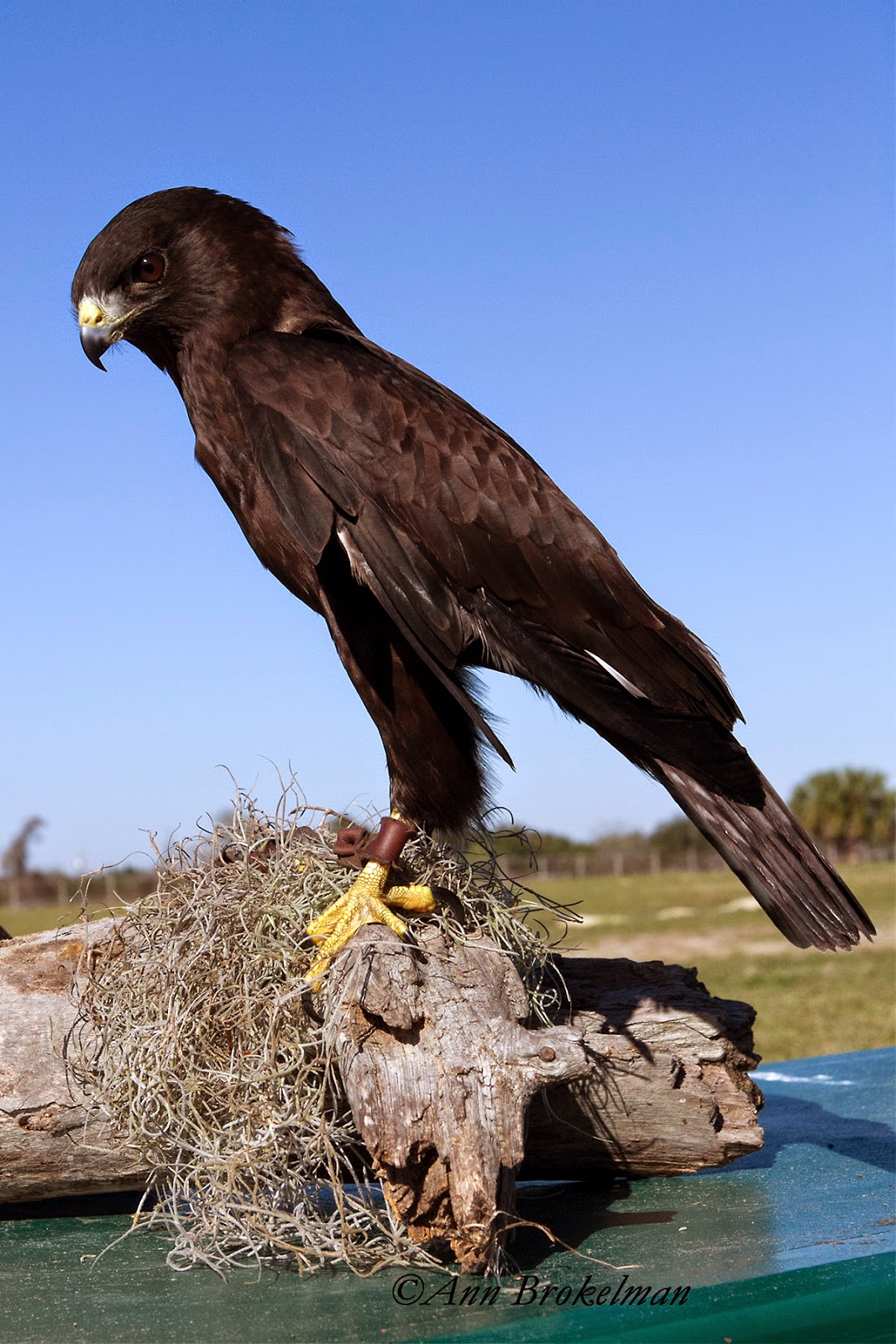 Ann Brokelman Photography: Short-tailed Hawk - Florida 2015 Captive