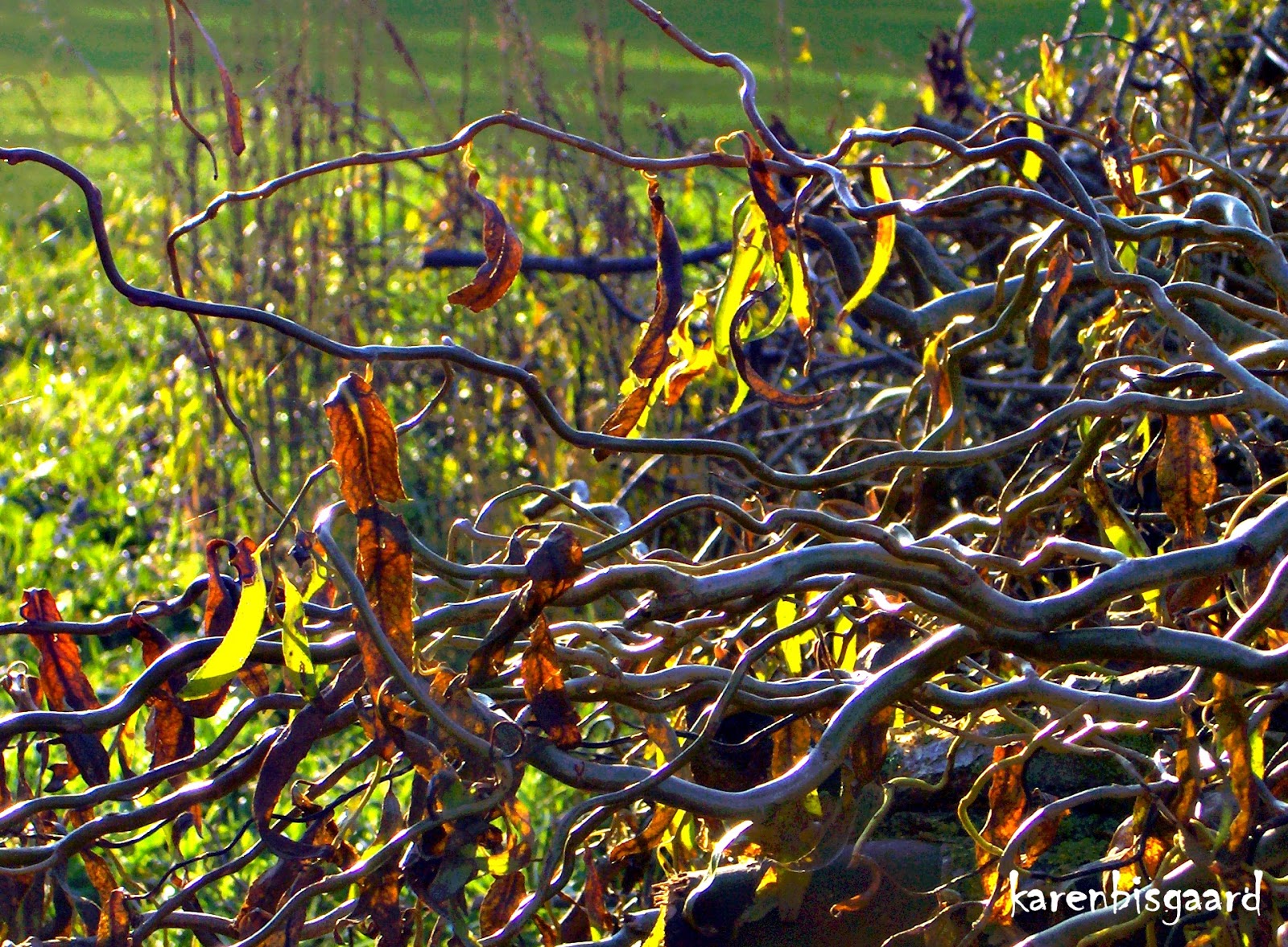 Karen`s Nature Photography: Twisted Branches on Green Lawn.