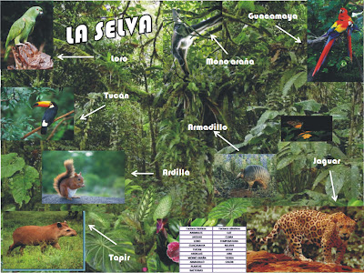 ECOLOGIA 416 INFO: selva