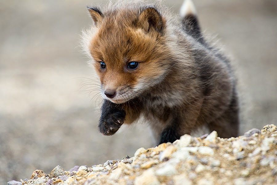 White Wolf : 15 Lovely Photos of Russian Foxes by Ivan Kislov Are ...