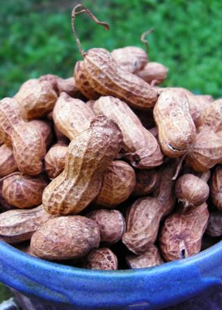 Hinterland Mama: Digging and harvesting Peanuts!